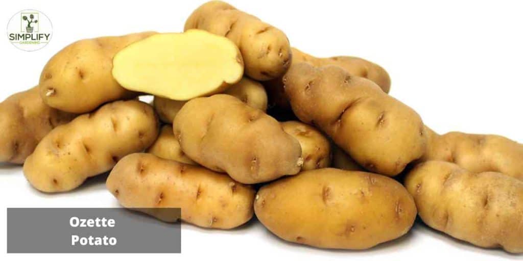 Discover the Best Small Potato Varieties for Container Planting ...