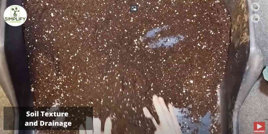 The Ultimate Guide to Growing Cabbage - Simplify Gardening