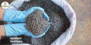 Top 5 Fertilizers for Cabbage Growth and Yield - Simplify Gardening