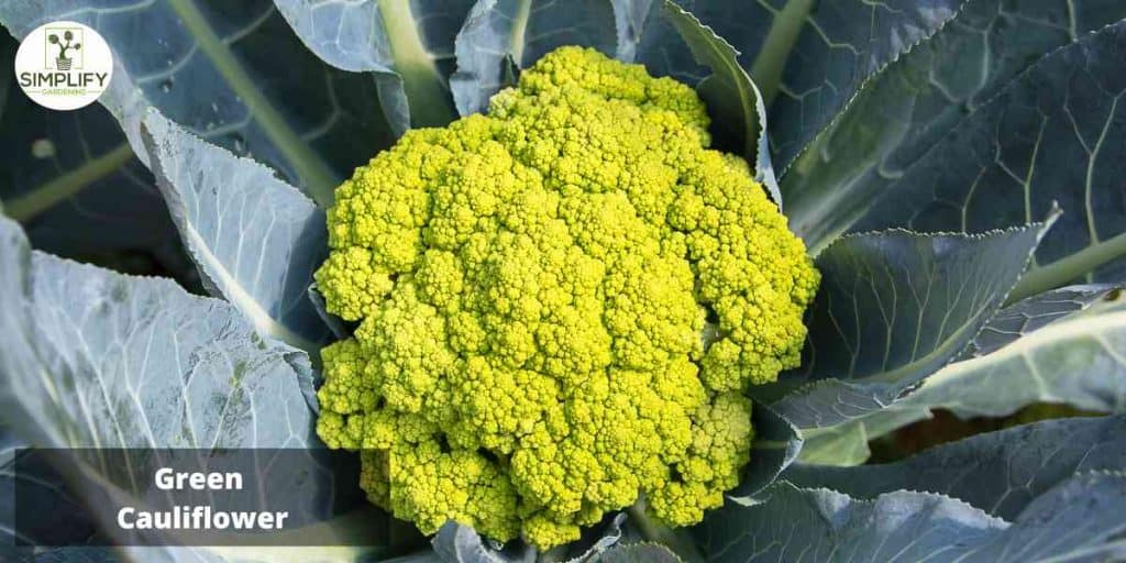 The Ultimate Guide to Growing Cauliflower: An In-Depth Look - Simplify ...