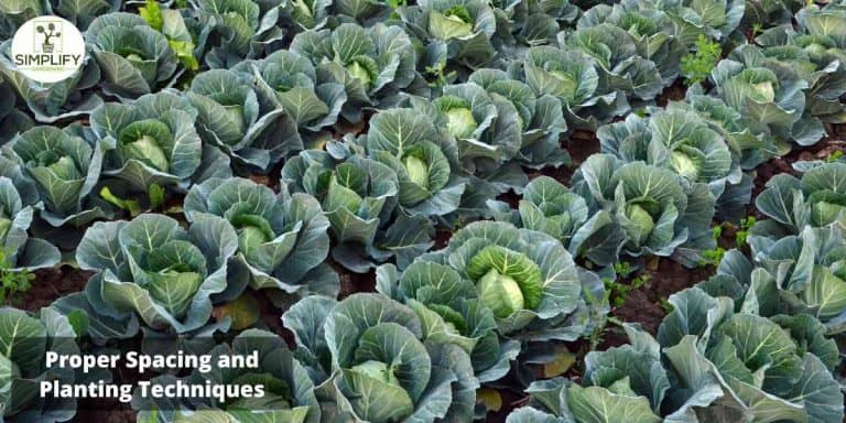 How to Plant and Grow Organic Cabbage - Simplify Gardening