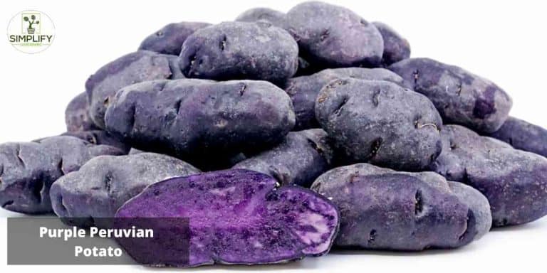 Discover the Best Small Potato Varieties for Container Planting ...
