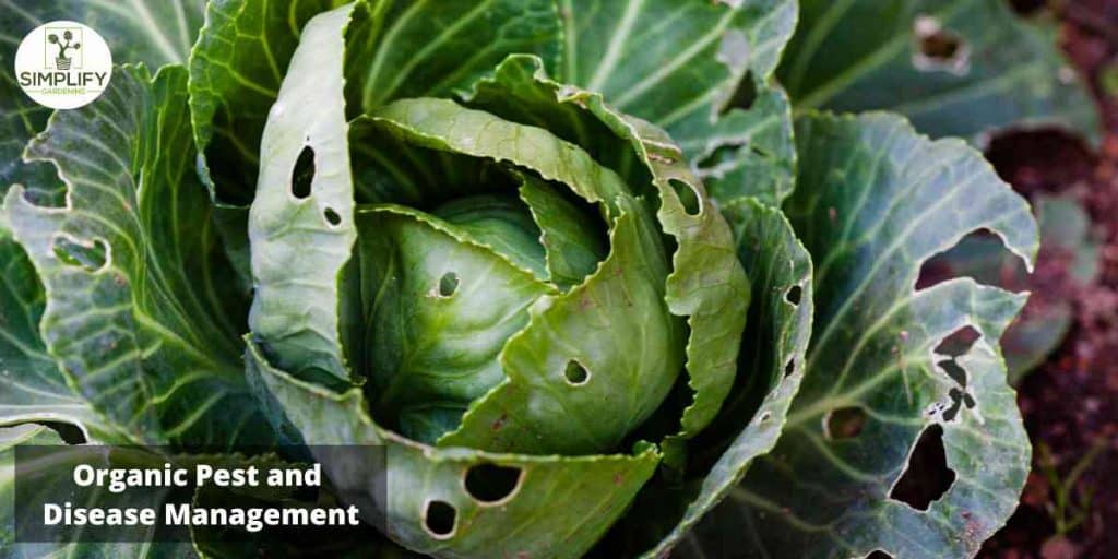 How to Plant and Grow Organic Cabbage - Simplify Gardening