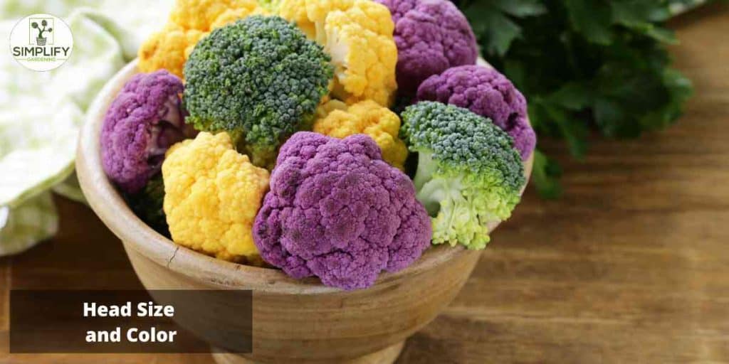 The Ultimate Guide to Growing Cauliflower: An In-Depth Look - Simplify ...