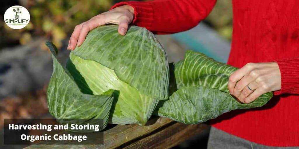 How to Plant and Grow Organic Cabbage - Simplify Gardening