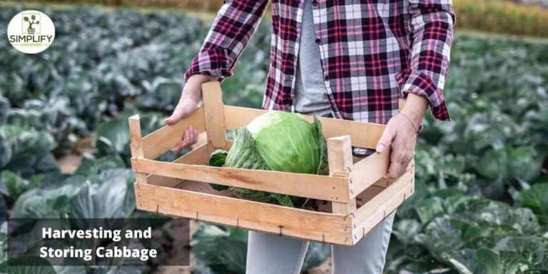 The Ultimate Guide to Growing Cabbage - Simplify Gardening