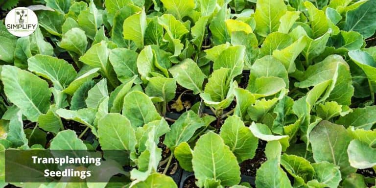 How to Rotate Crops in Raised Beds - Simplify Gardening