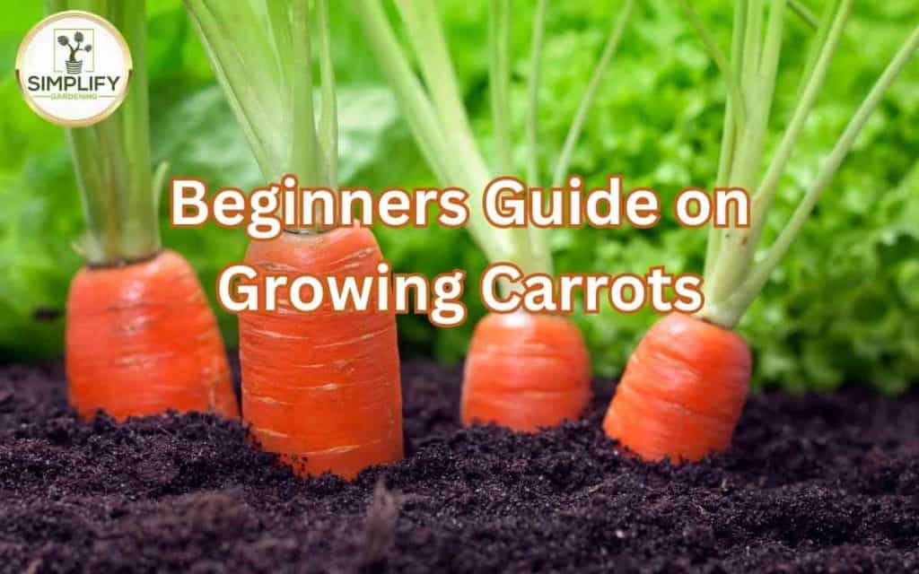 How to Grow Vegetables in Containers: A Beginner's Guide - Simplify ...
