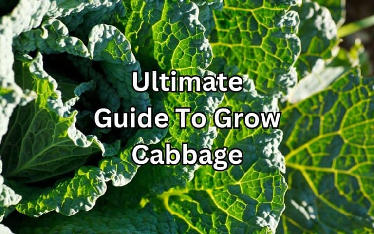 Top 5 Fertilizers for Cabbage Growth and Yield - Simplify Gardening