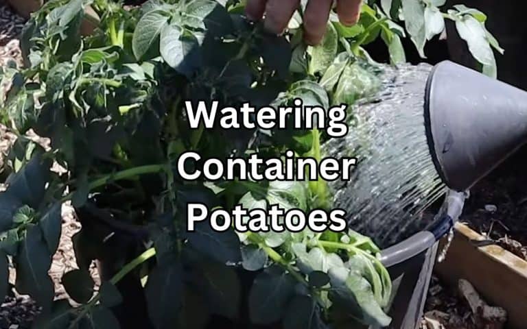 How to Rotate Crops in Raised Beds - Simplify Gardening