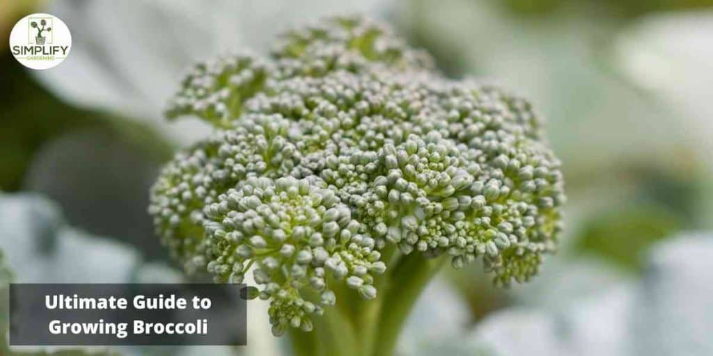 The Ultimate Guide to Growing Broccoli: Tips, Tricks, and Varieties ...
