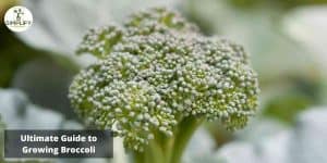 The Ultimate Guide to Growing Broccoli: Tips, Tricks, and Varieties ...