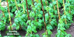 Growing Green Beans Made Easy: A Guide for All - Simplify Gardening