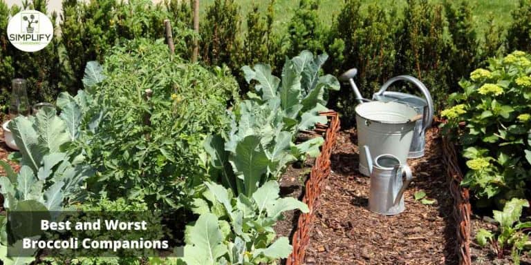 How to Rotate Crops in Raised Beds - Simplify Gardening