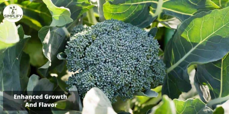 The Best and Worst Broccoli Companions: What to Plant Nearby - Simplify ...
