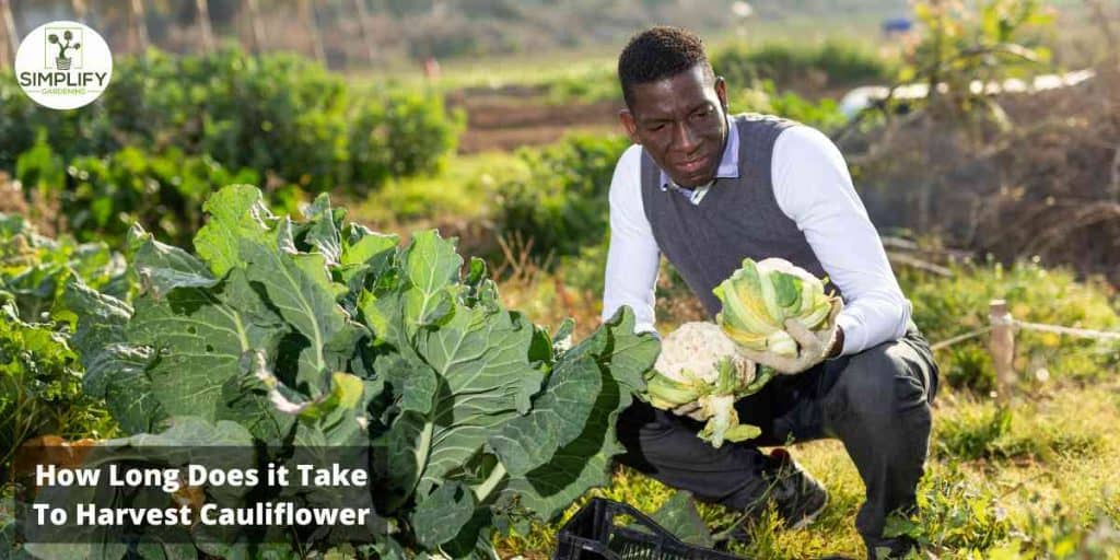 Expert Advice for Harvesting Cauliflower Like a Pro - Simplify Gardening