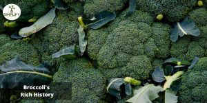 The Ultimate Guide to Growing Broccoli: Tips, Tricks, and Varieties ...