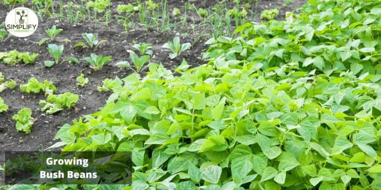 Growing Green Beans Made Easy: A Guide for All - Simplify Gardening