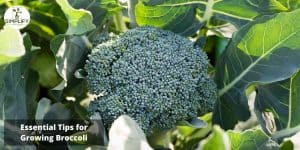 The Ultimate Guide to Growing Broccoli: Tips, Tricks, and Varieties ...