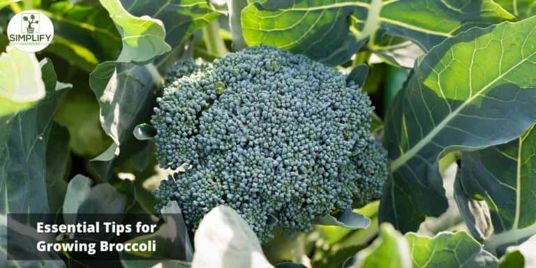 The Ultimate Guide to Growing Broccoli: Tips, Tricks, and Varieties ...