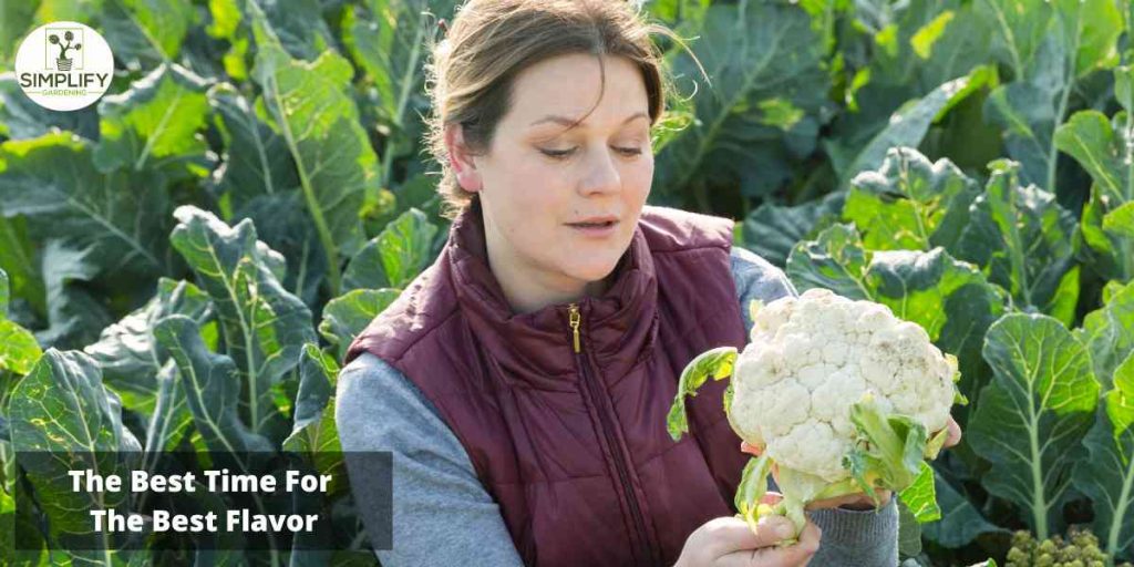 Expert Advice for Harvesting Cauliflower Like a Pro - Simplify Gardening