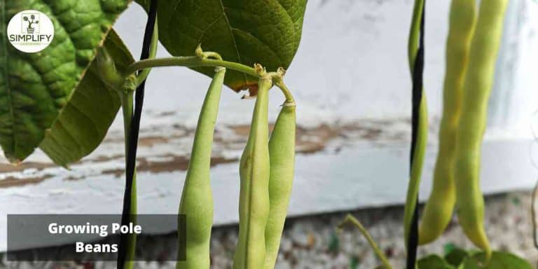 Growing Green Beans Made Easy: A Guide for All - Simplify Gardening