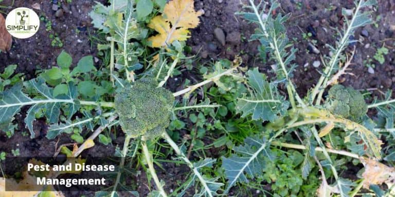 The Ultimate Guide to Growing Broccoli: Tips, Tricks, and Varieties ...