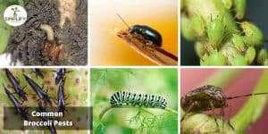 The Ultimate Guide to Growing Broccoli: Tips, Tricks, and Varieties ...