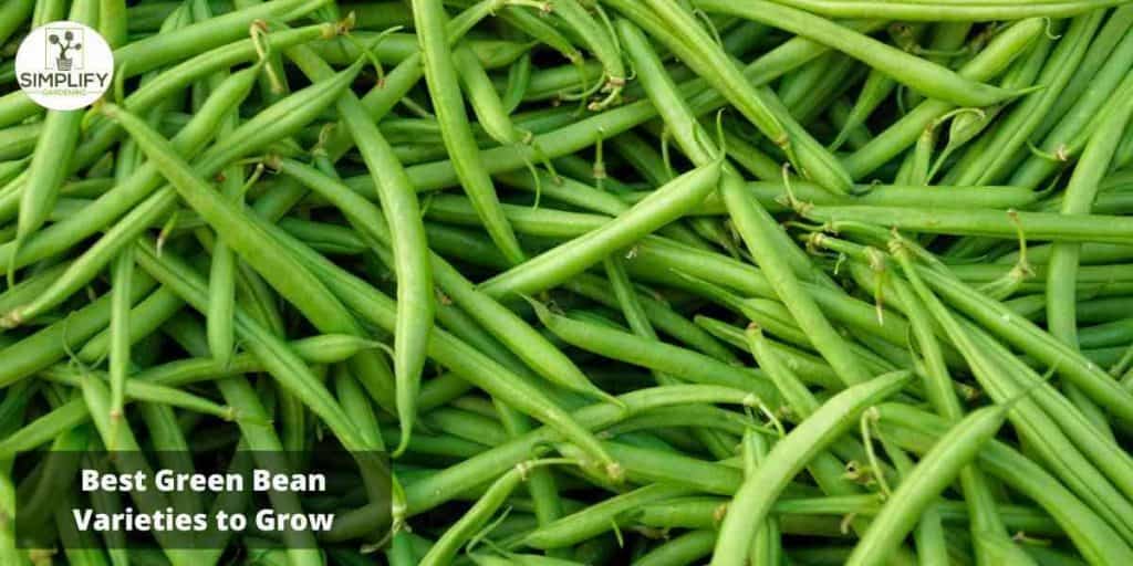 Growing Green Beans Made Easy: A Guide for All - Simplify Gardening