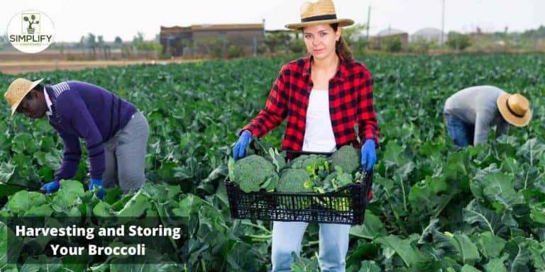 The Ultimate Guide to Growing Broccoli: Tips, Tricks, and Varieties ...