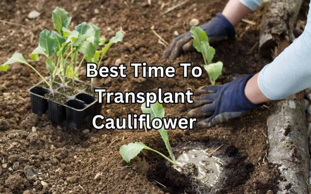 How to Rotate Crops in Raised Beds - Simplify Gardening