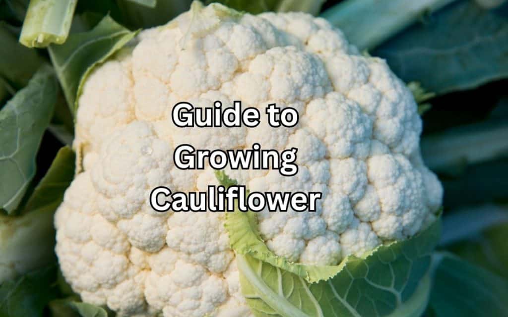 The Ultimate Guide to Growing Broccoli: Tips, Tricks, and Varieties ...