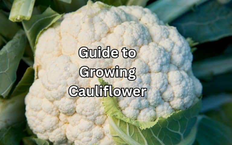 Top 5 Fertilizers for Cabbage Growth and Yield - Simplify Gardening