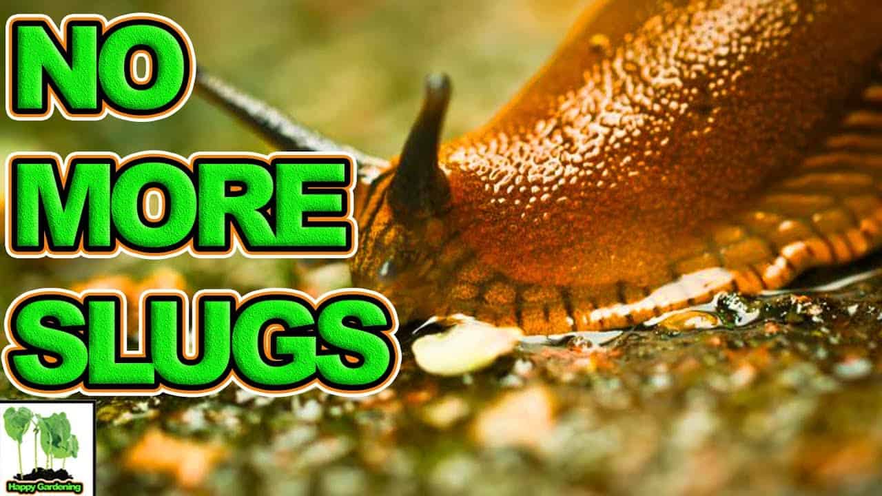 Garden Slugs Control