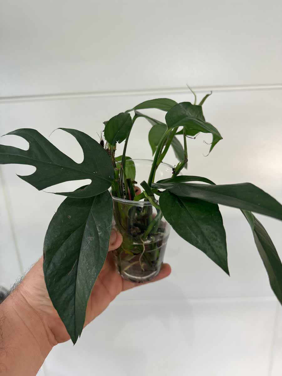 Epipremnum Pinnatum Baltic Blue Pothos Care Guide - Simplify Gardening