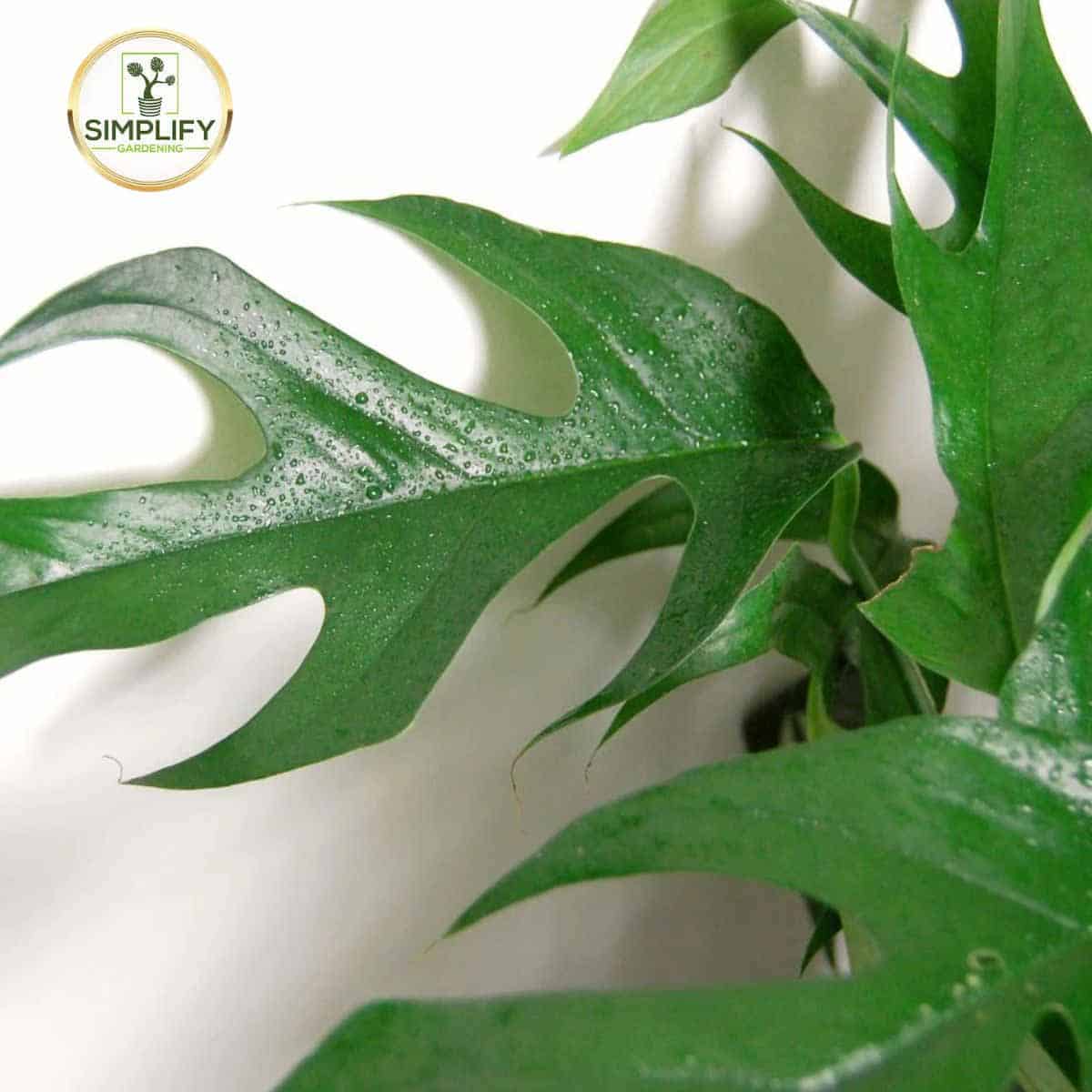 Epipremnum Pinnatum Baltic Blue Pothos Care Guide - Simplify Gardening