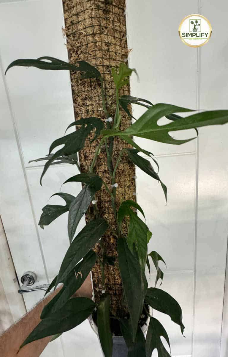 Epipremnum Pinnatum Baltic Blue Pothos Care Guide - Simplify Gardening