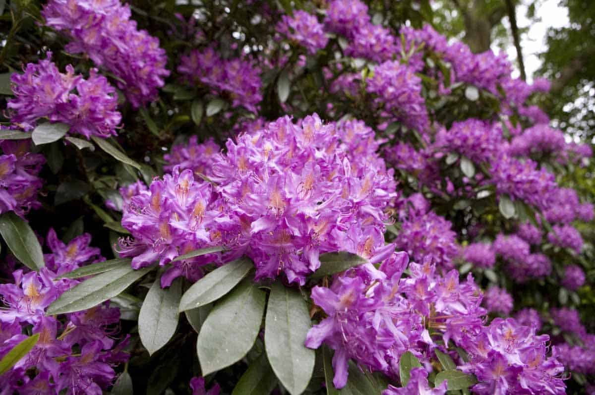Unveiling The Impact Of Rhododendron Ponticum: A Comprehensive Overview ...
