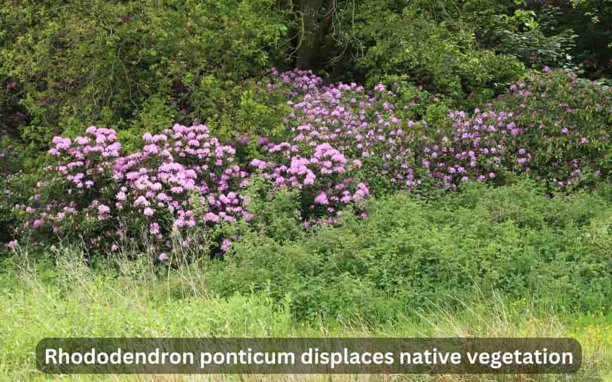 Unveiling The Impact Of Rhododendron Ponticum: A Comprehensive Overview ...