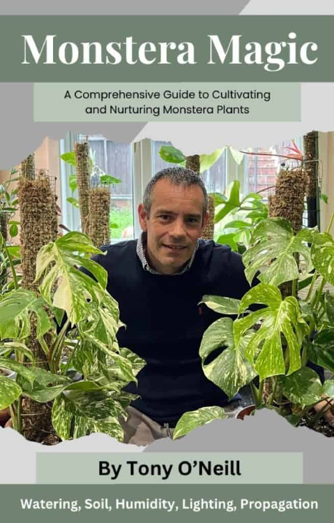 Monstera Magic: A Comprehensive Guide to Cultivating and Nurturing ...