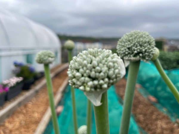 Saving Seeds: How To Harvest And Store Seeds For Next Year - Simplify ...