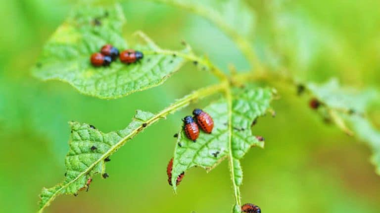 Good vs. Bad Garden Bugs: How to Know the Difference - Simplify Gardening