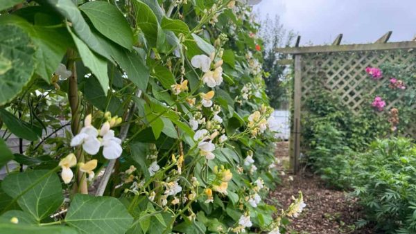 The Top 10 Drought-Resistant Vegetables for Water-Saving Gardeners ...