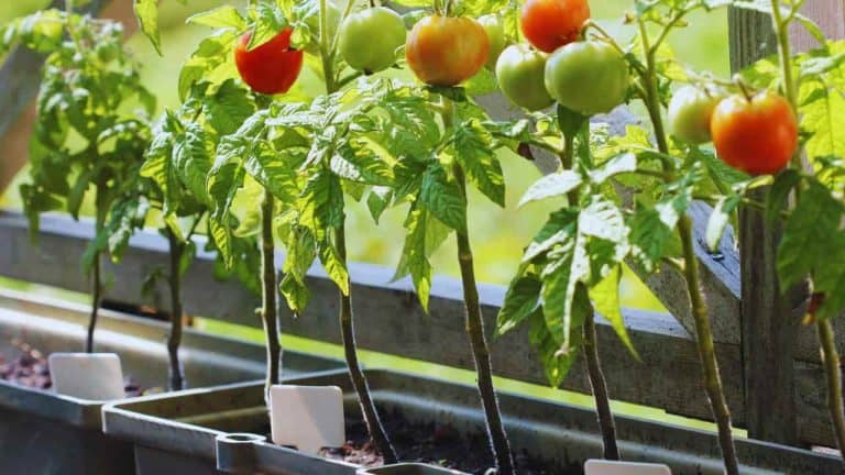 What Causes Rust Disease on Plants? and How to Treat Them? - Simplify ...