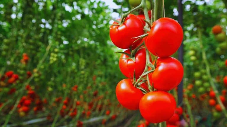 What Causes Rust Disease on Plants? and How to Treat Them? - Simplify ...