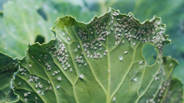 Good vs. Bad Garden Bugs: How to Know the Difference - Simplify Gardening