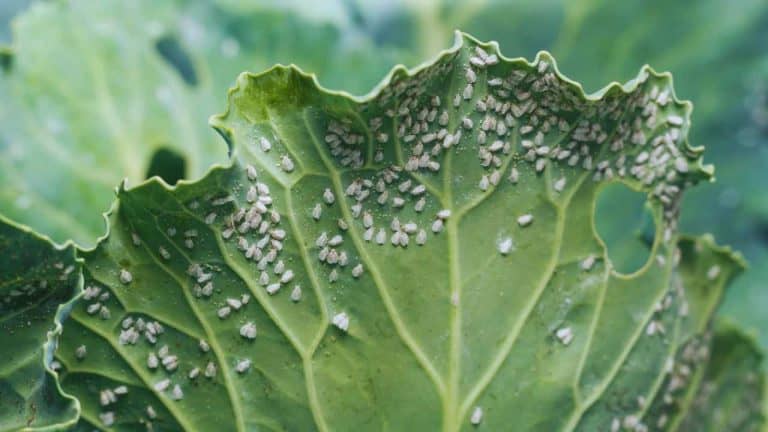 Good vs. Bad Garden Bugs: How to Know the Difference - Simplify Gardening