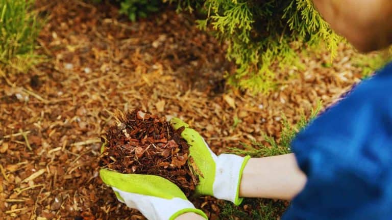 How to Rotate Crops in Raised Beds - Simplify Gardening